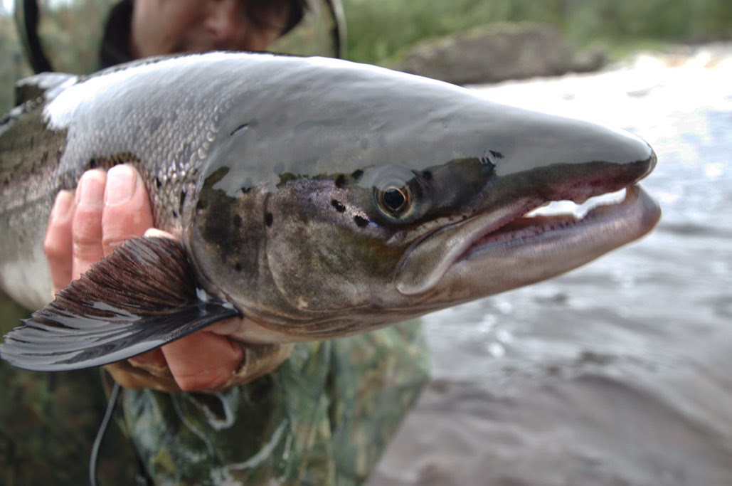 Chavanga Fish Blog: The most beautiful salmon river in the world.