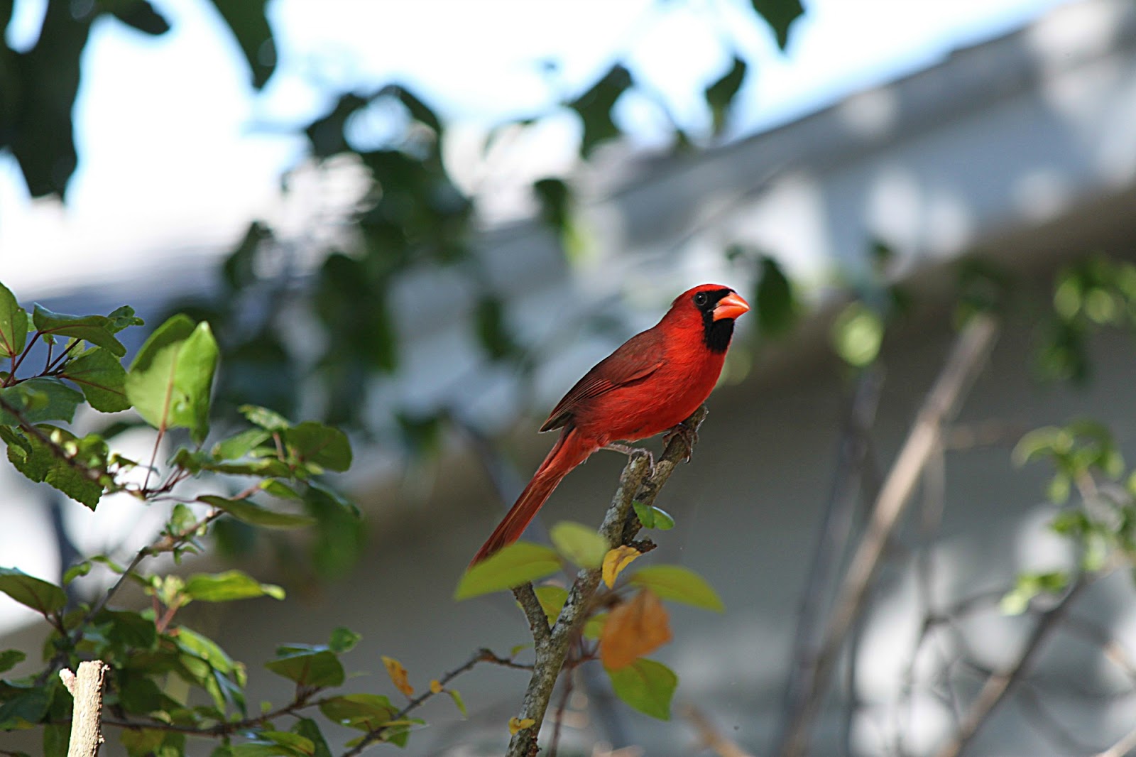 MadSnapper: The Cardinals and The BIG Dog