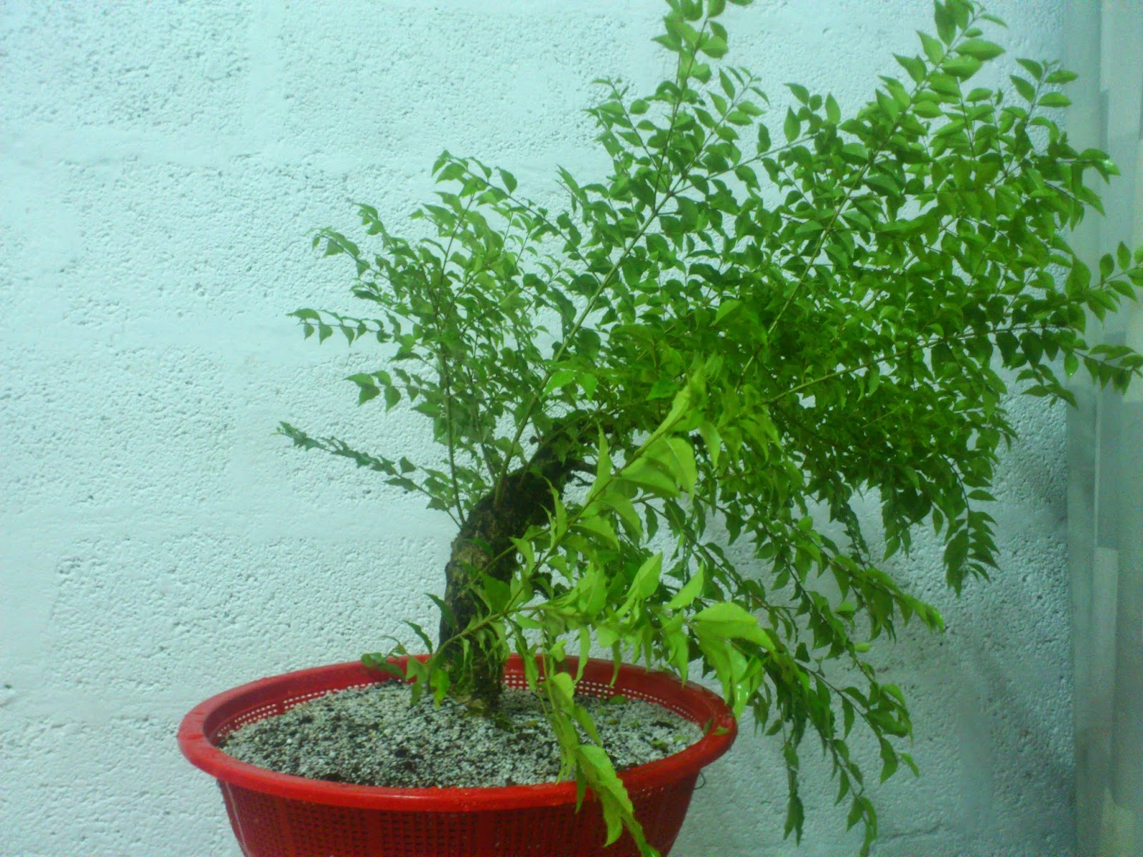 Bonsai Mauritius: Collecting a yamadori ligustrum