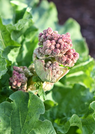VW Garden: Surprisingly Ornamental 'Victoria' Rhubarb