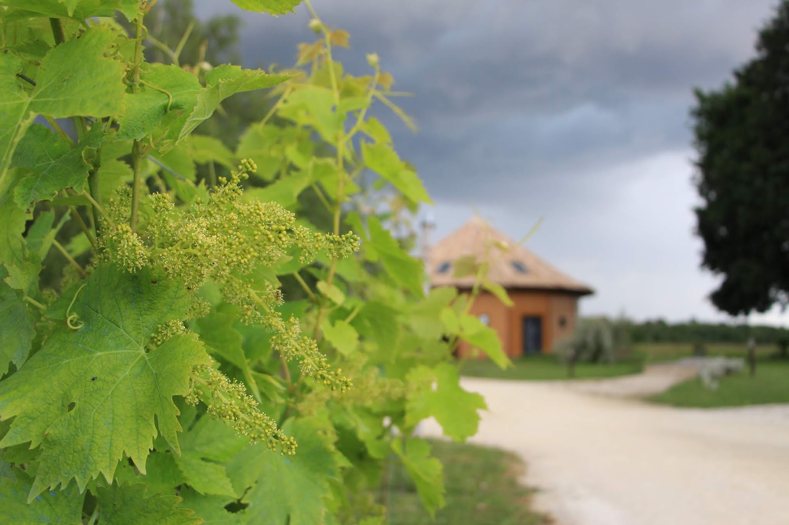 JARDIVIGNE: Une Fleur méconnue : la Fleur de Vigne...
