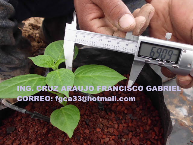 Producción de chile manzano, chile cera, chile peron o manzano pepper ...