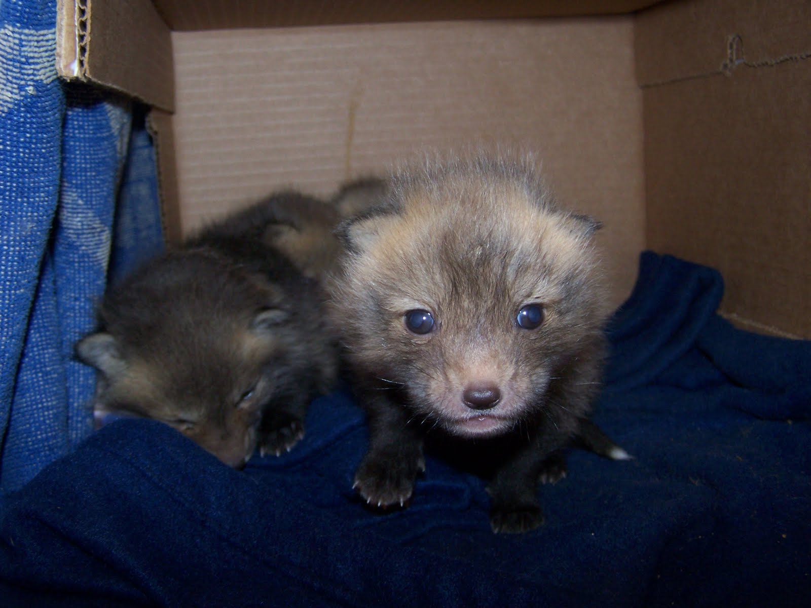 The Laughing Raccoon: Red fox kits rescued.