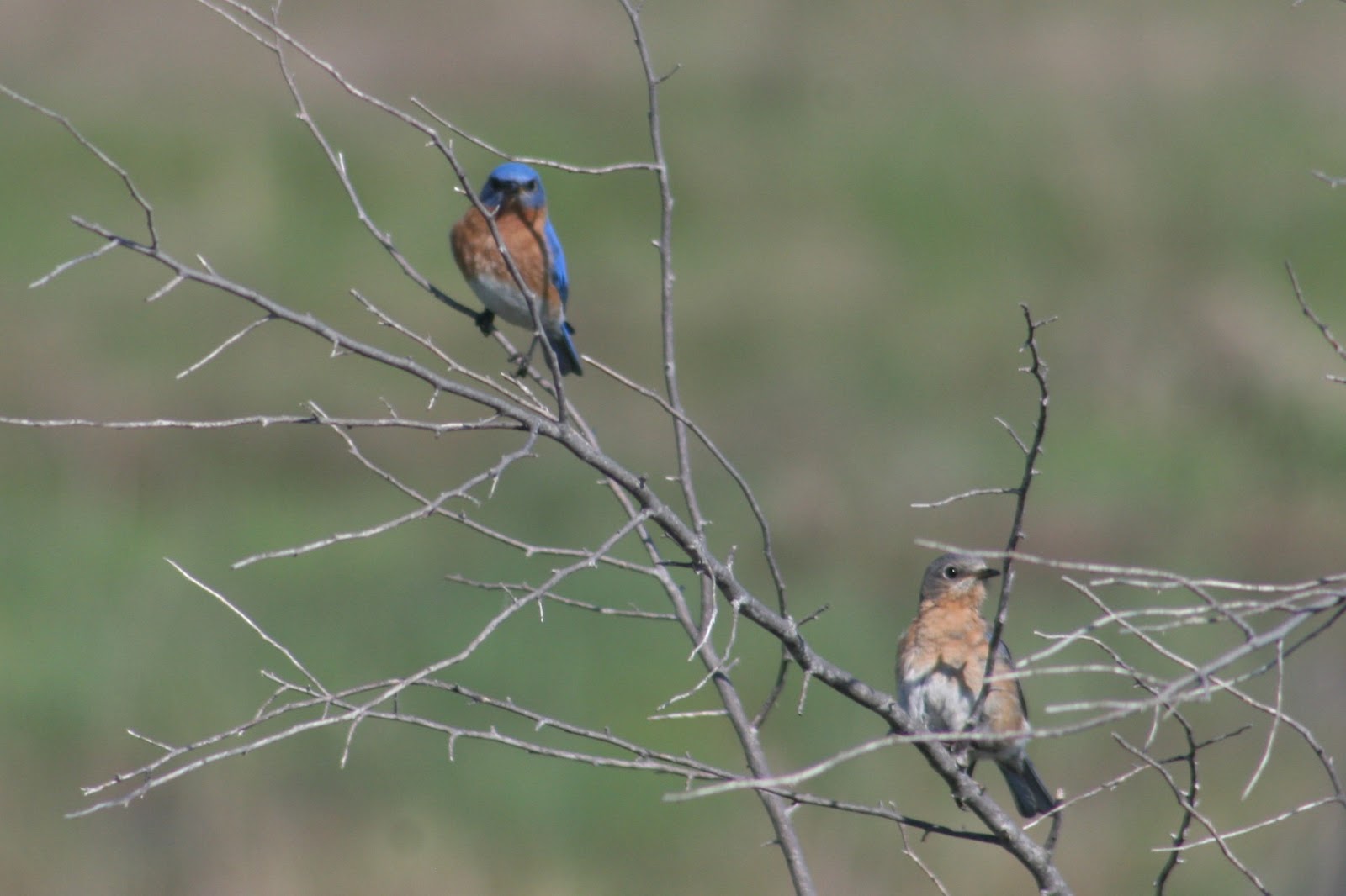 Isabella Conservation District Environmental Education Program: Signs ...