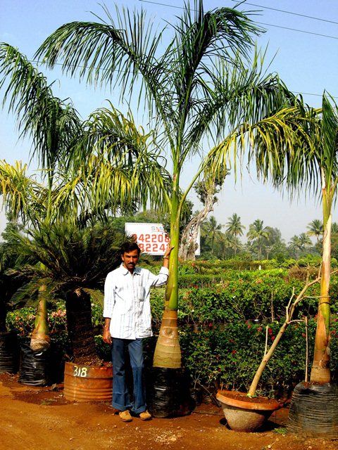 Exploring The New.......: Palm Trees In India