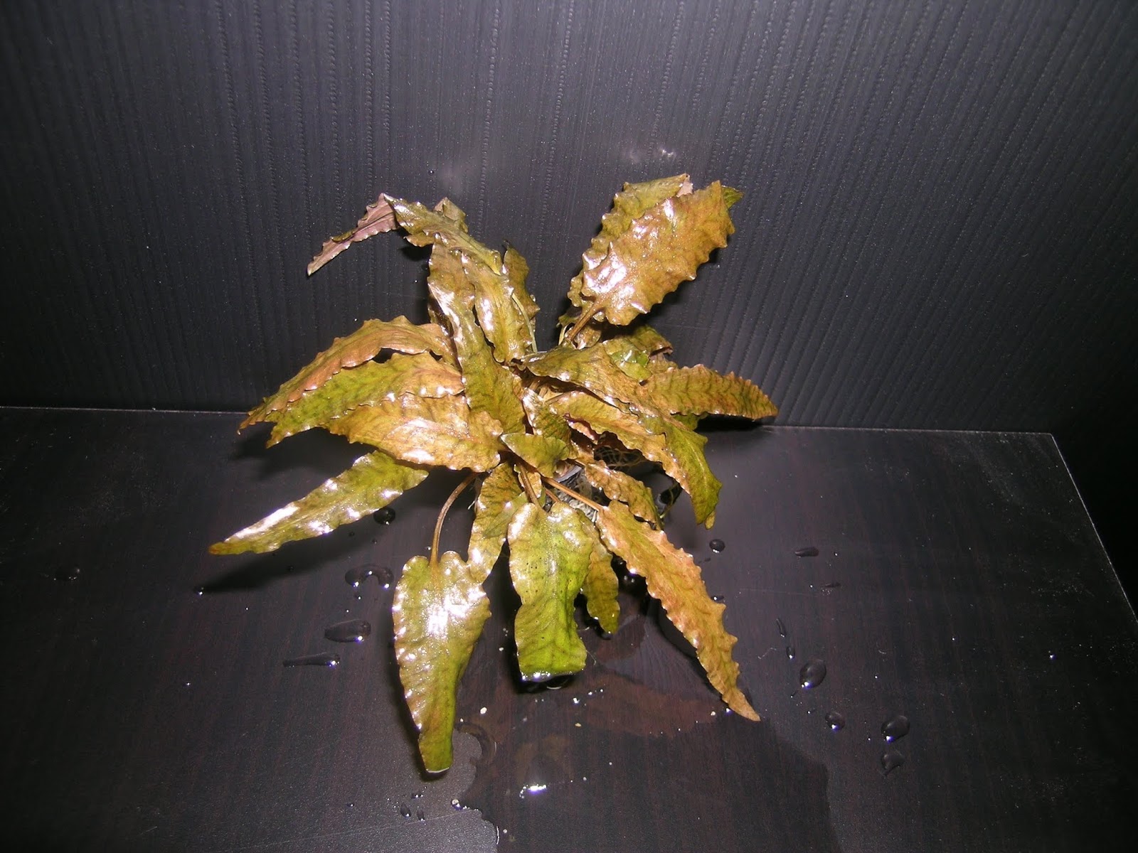 Zwartka Wendta, kryptokoryna Wendta - Cryptocoryne wendtii