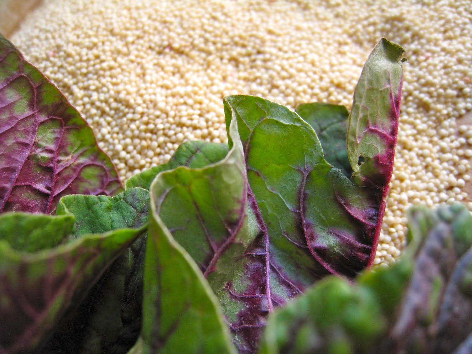 Grill A Chef: What the heck is Amaranth and what can I do with it?