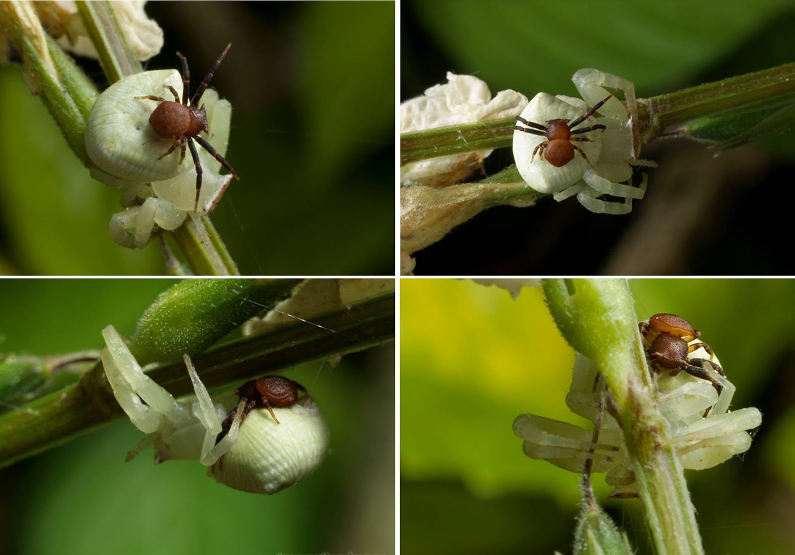 Ecdysis: When Growing Up is More than Skin Deep | The Ark In Space