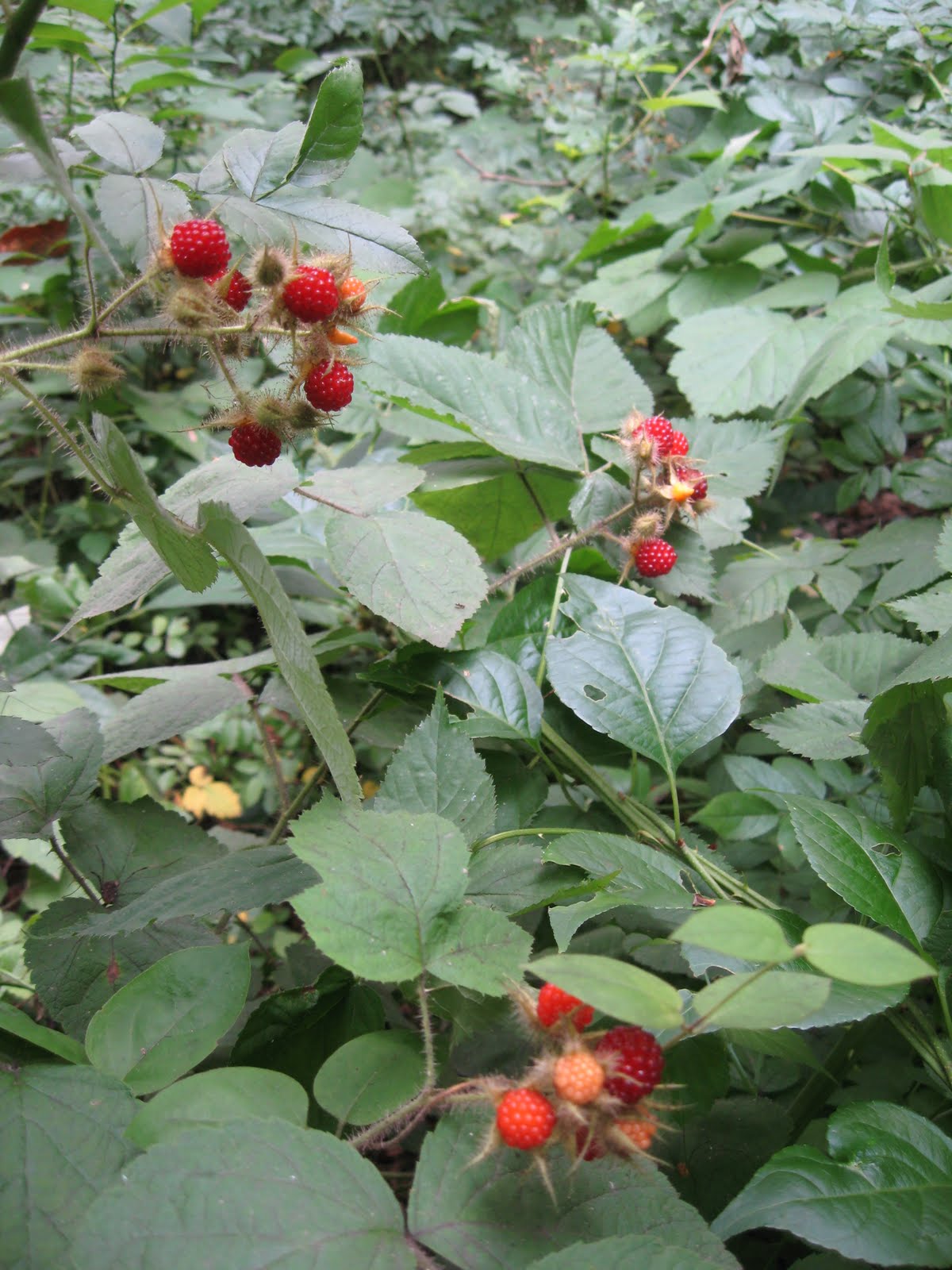 Loca-faces: Foraging: It's Wineberry Season