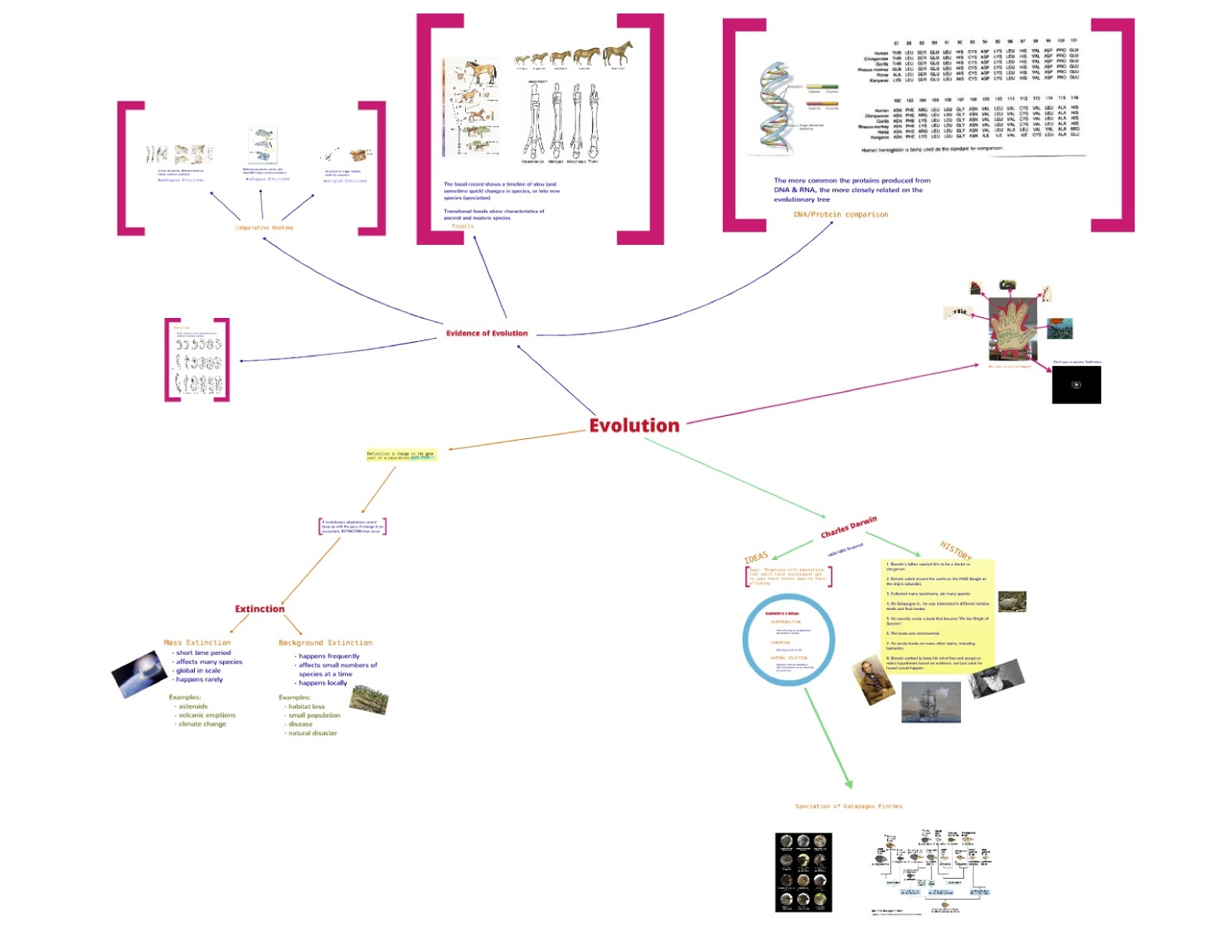 Mrs. Reed's Science Class : Evolution