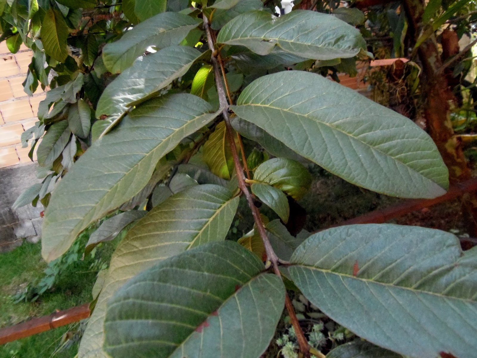 Plantas que curam: Goiabeira ( goiaba )