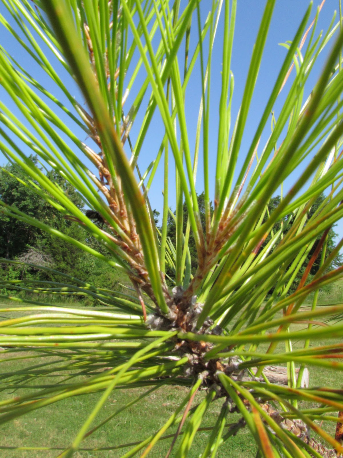 A Year With the Trees: Shortleaf Pine - Pinus echinata