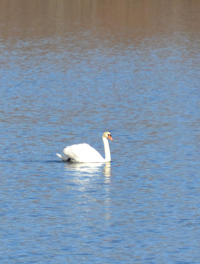Woods Walks and Wildlife: Swans in East Rock