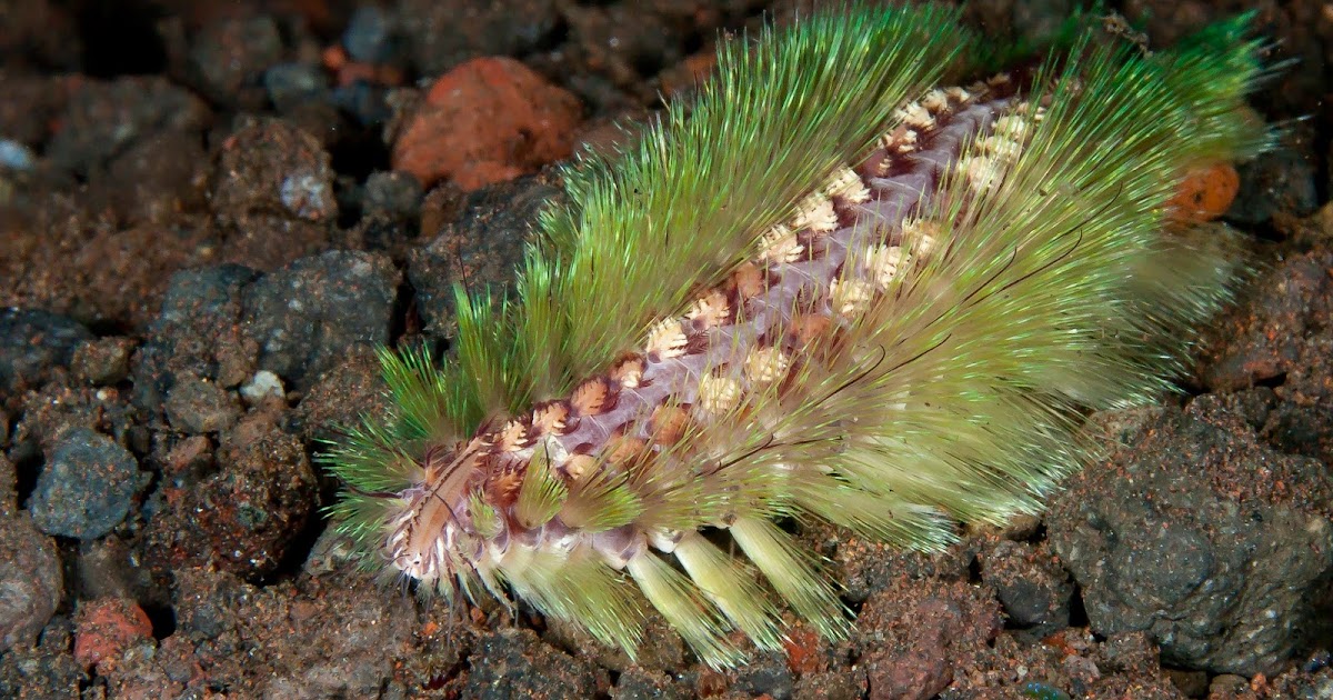 Variety of Life: Amphinomida