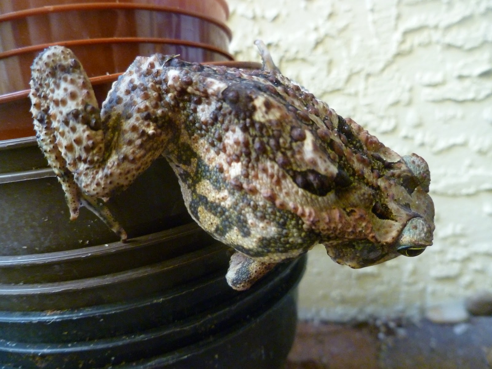 FROG SITS AND WAITS AS I AM CLUELESS! WORDLESS WEDNESDAY W/ LINKY ...