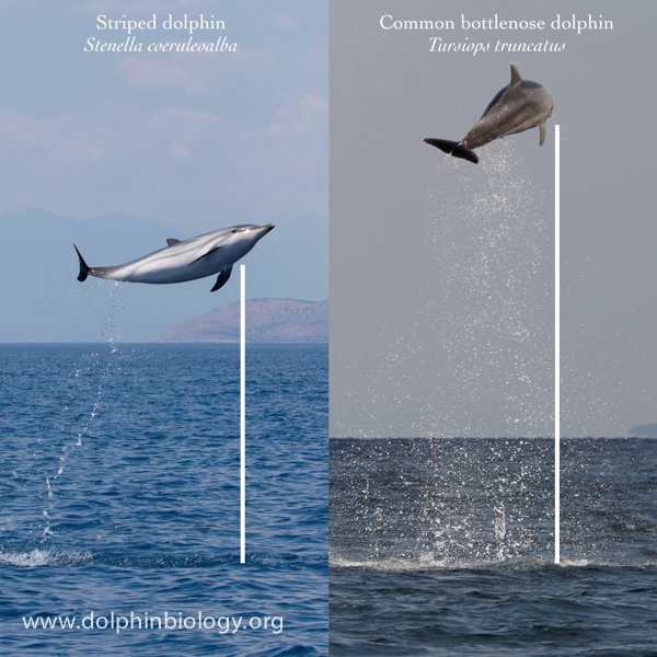 Dolphin Biology and Conservation: Super-high jump comparison