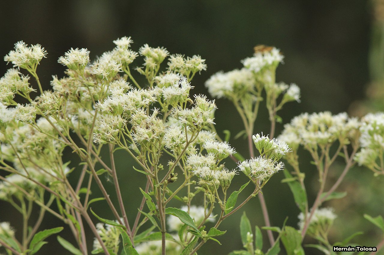 Flora Bonaerense: Polinizadores de la chilca de olor