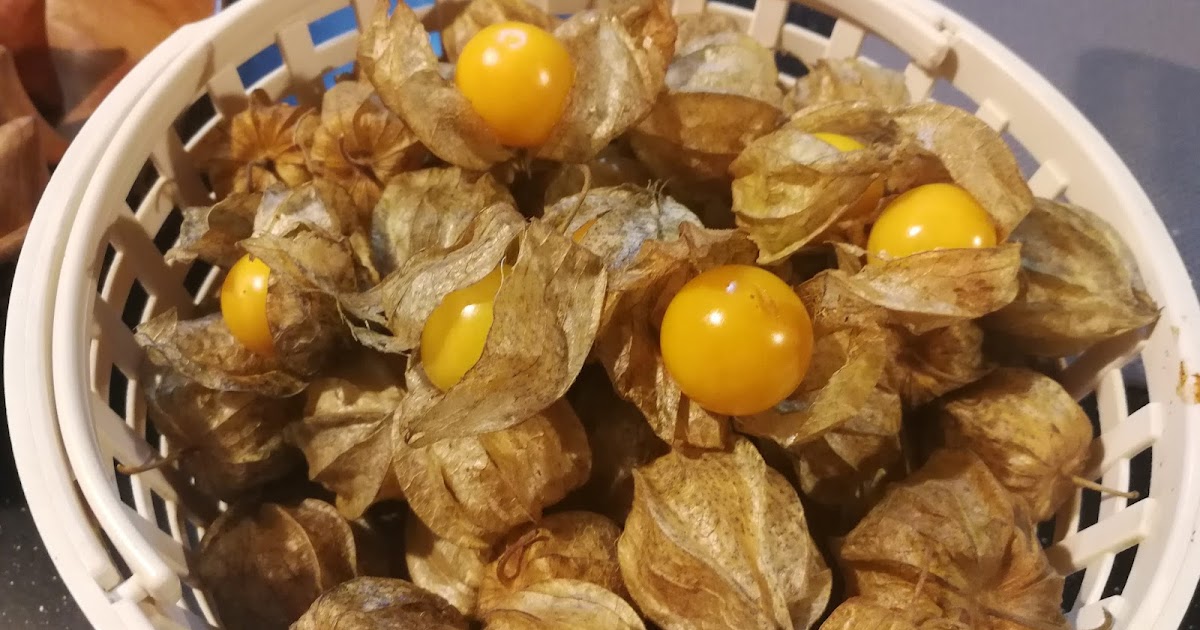 Physalis Peruviana (Cape Gooseberry)