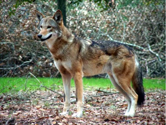 The Red Wolf | Animals Facts & Latest Profile | All Wildlife Photographs