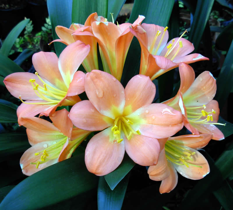 Stars SoCal Succulents and Cactus: Clivias--blooming now-great colors