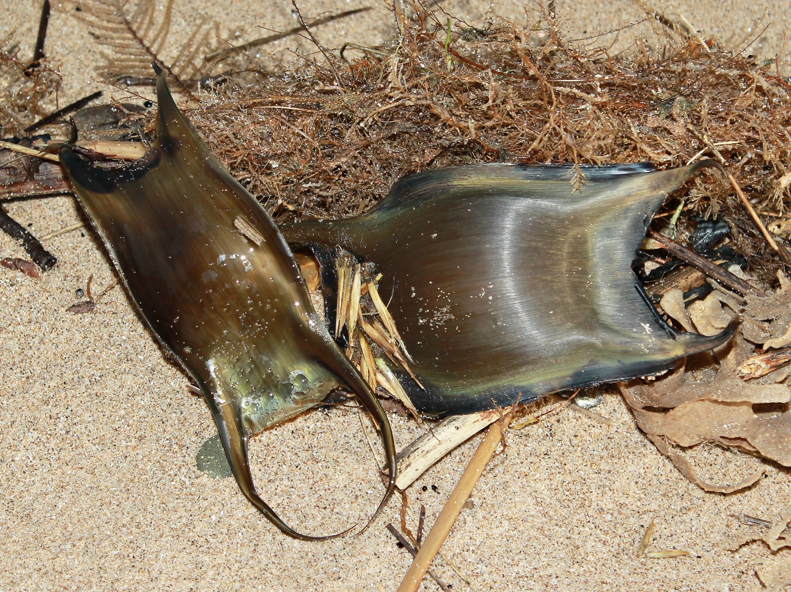 Steve's Birding And Wildlife Blog.: Gib Point Buteo etc.......