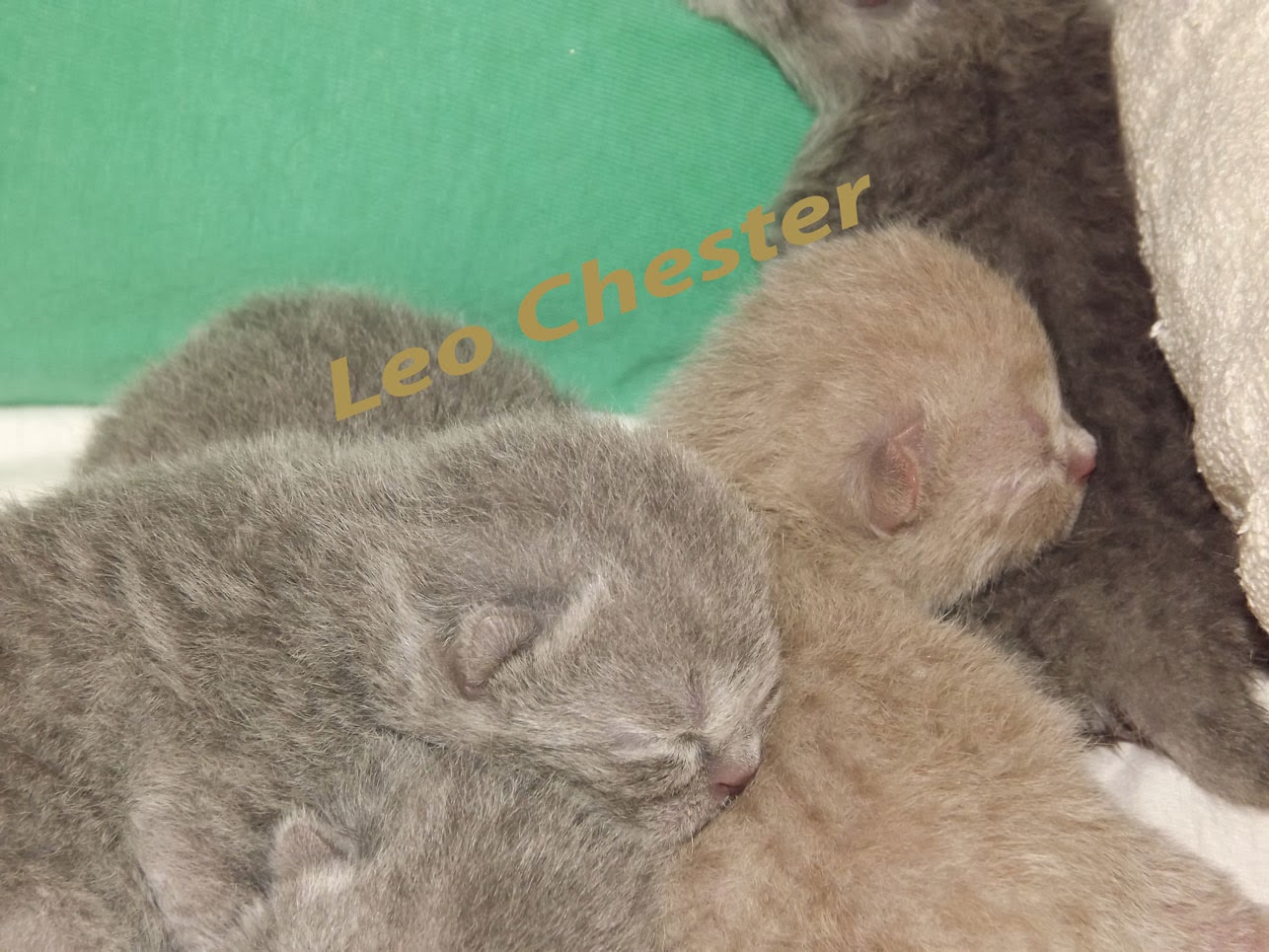 Leo Chester - Питомник шотландских кошек : Котята