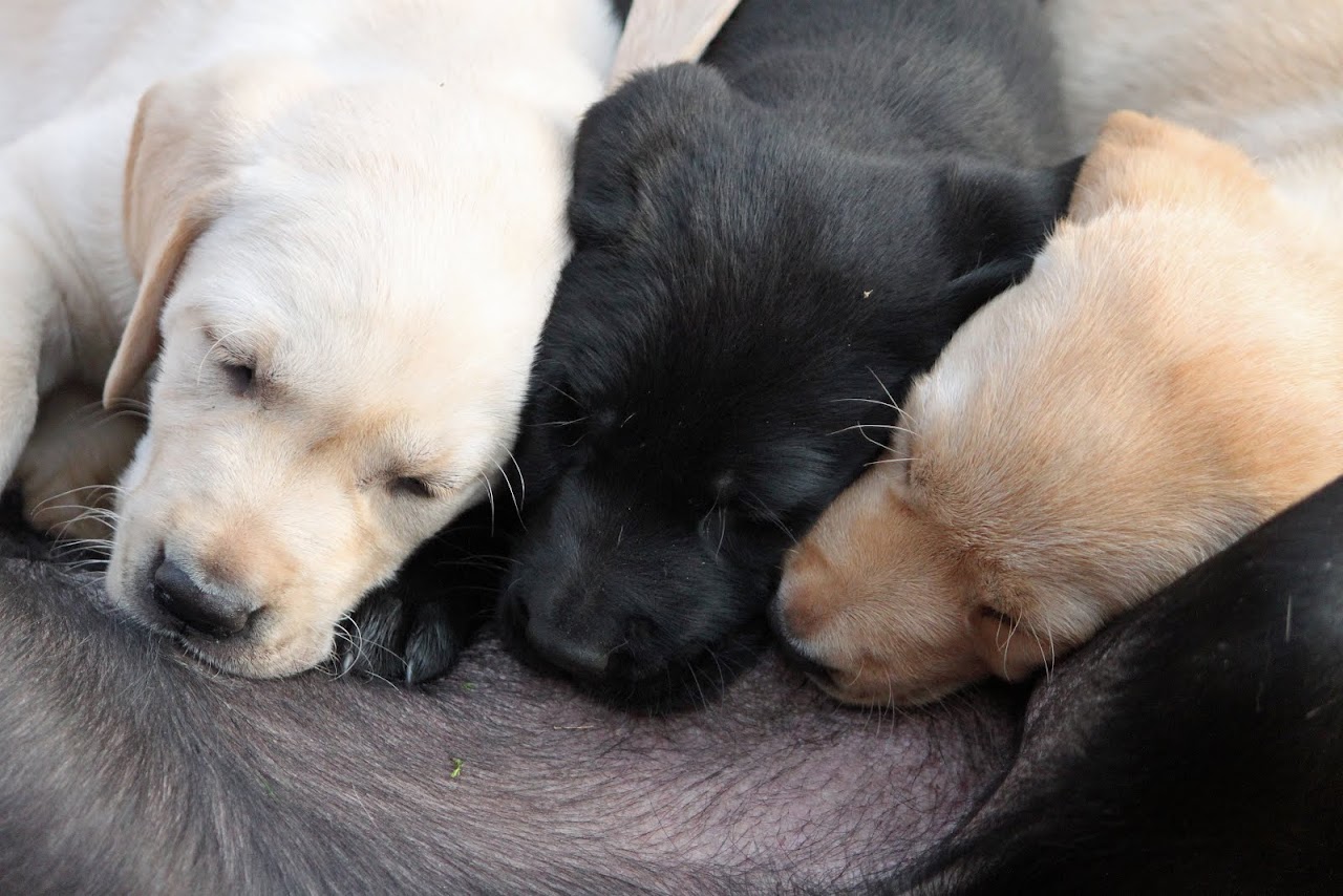 Of Forest Delight Labradors