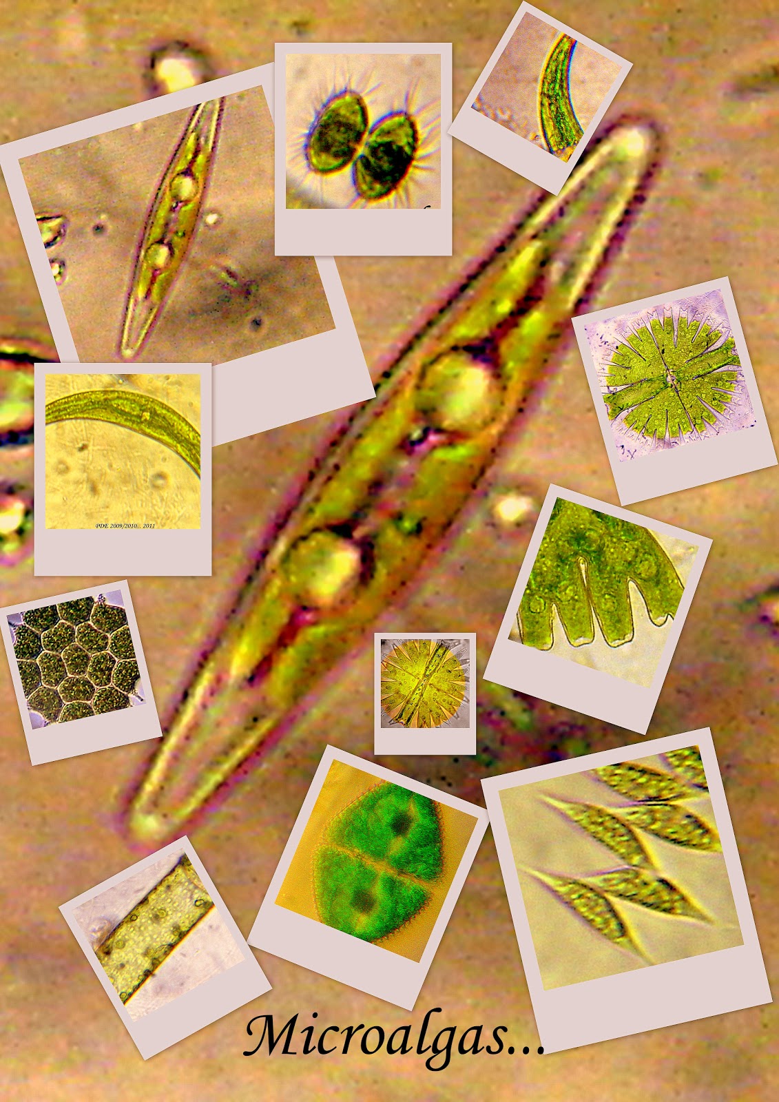 Cultivo de Microalgas em Fotobiorreatores: Microalgas...
