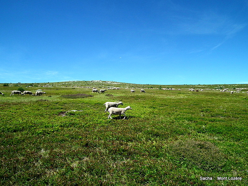 Un jour....Une photo !: Cheminer ensemble vers les sommets .....Mt Lozère