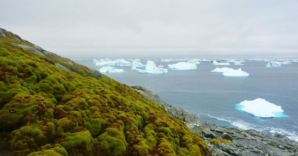 Climate Change Is Turning Antarctica Green | Geology In
