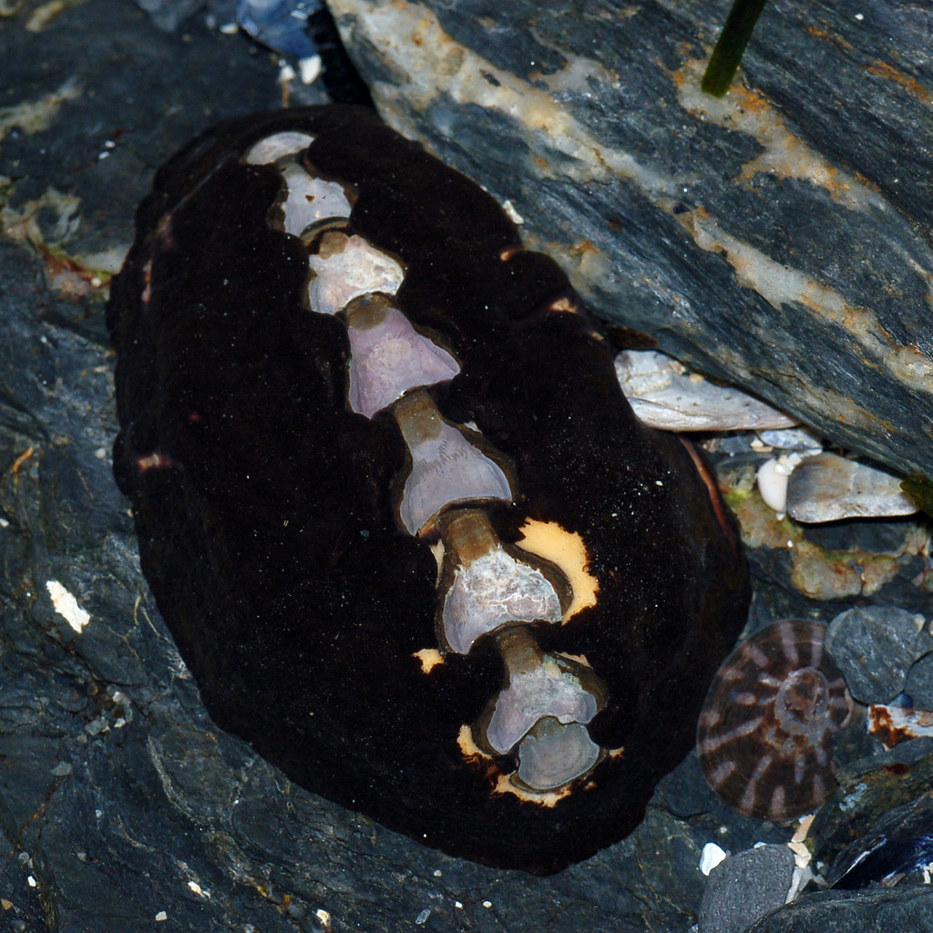 Real Monstrosities: Chiton