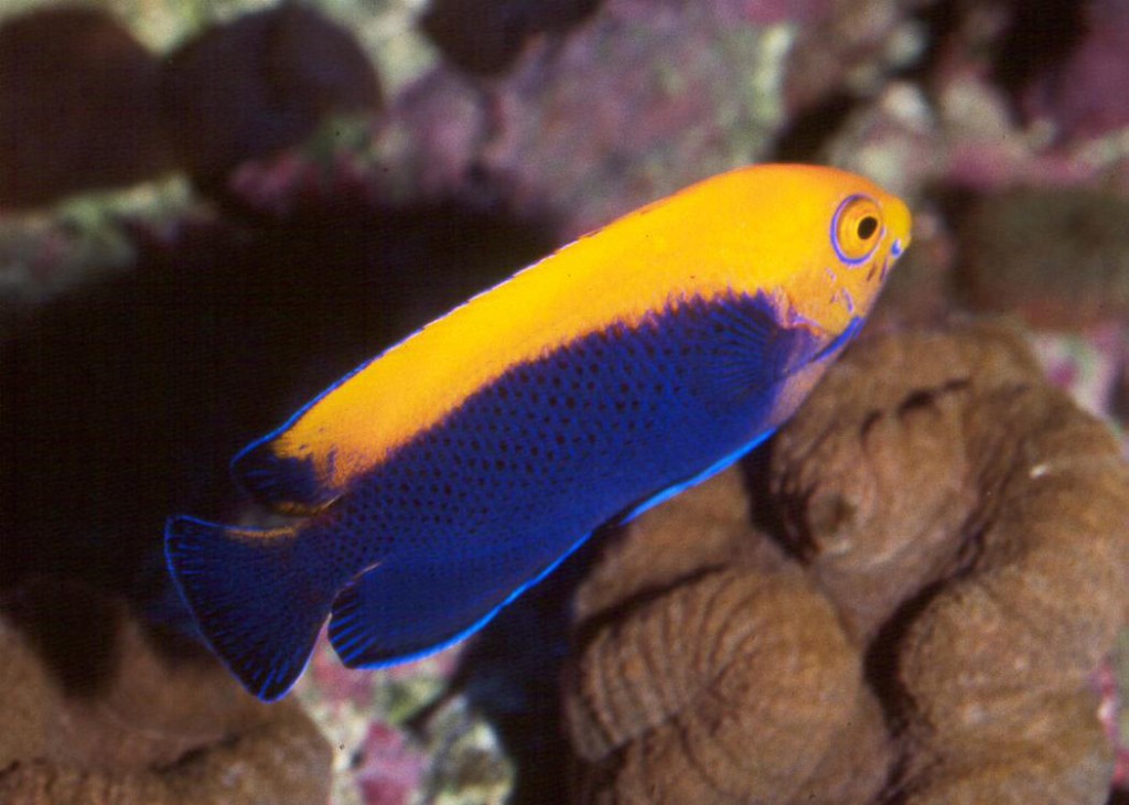 Fish Pictures: Brazilian flameback angelfish - Centropyge aurantonotus