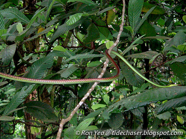 tHE tiDE cHAsER: Snakes (Phylum Chordata: Suborder Serpentes) of Singapore