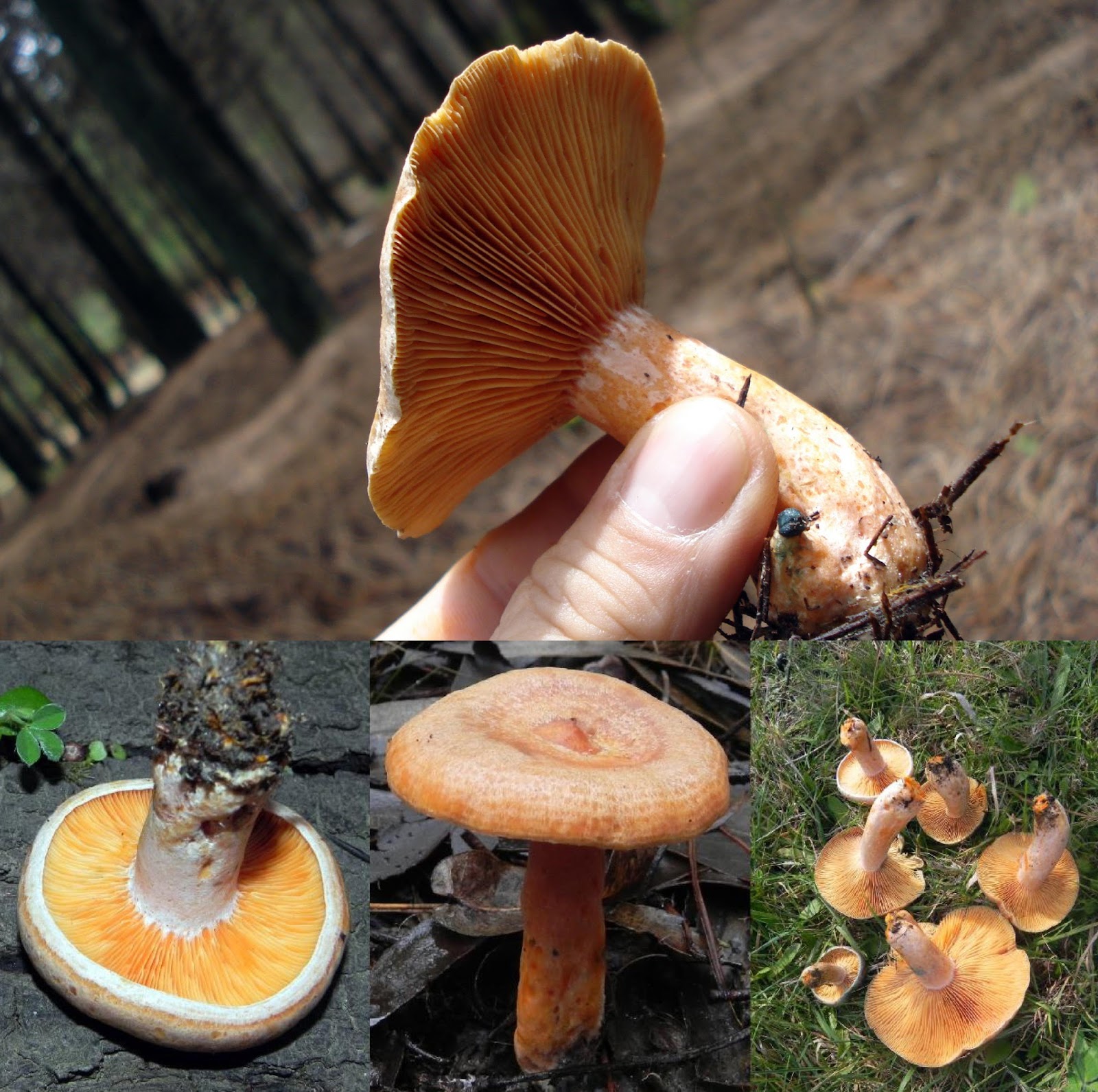 Apuntes botánicos: Hongos chilenos
