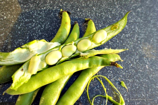 Tips for First Time broad beans growers | Grow Your Own Veg Blog ...