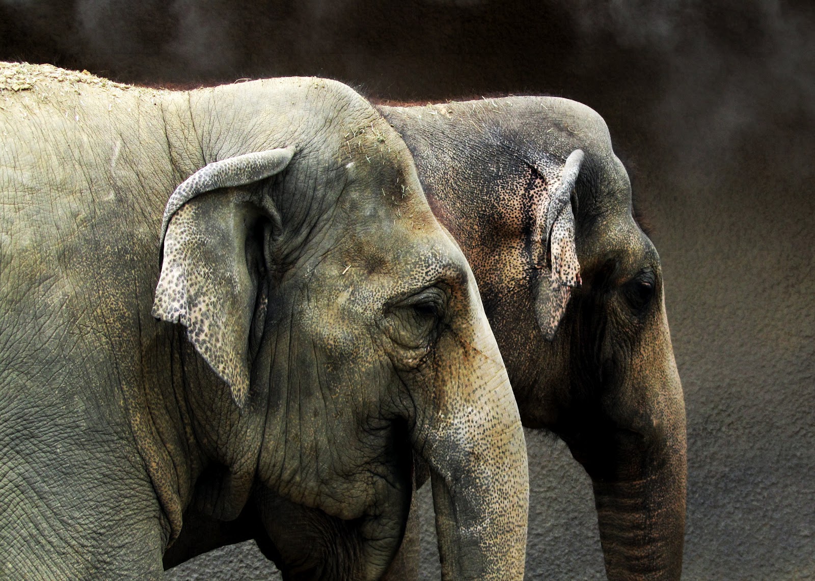 Kyklops: Two Elephants