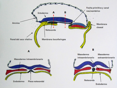 Embriología: Tercera semana del desarrollo