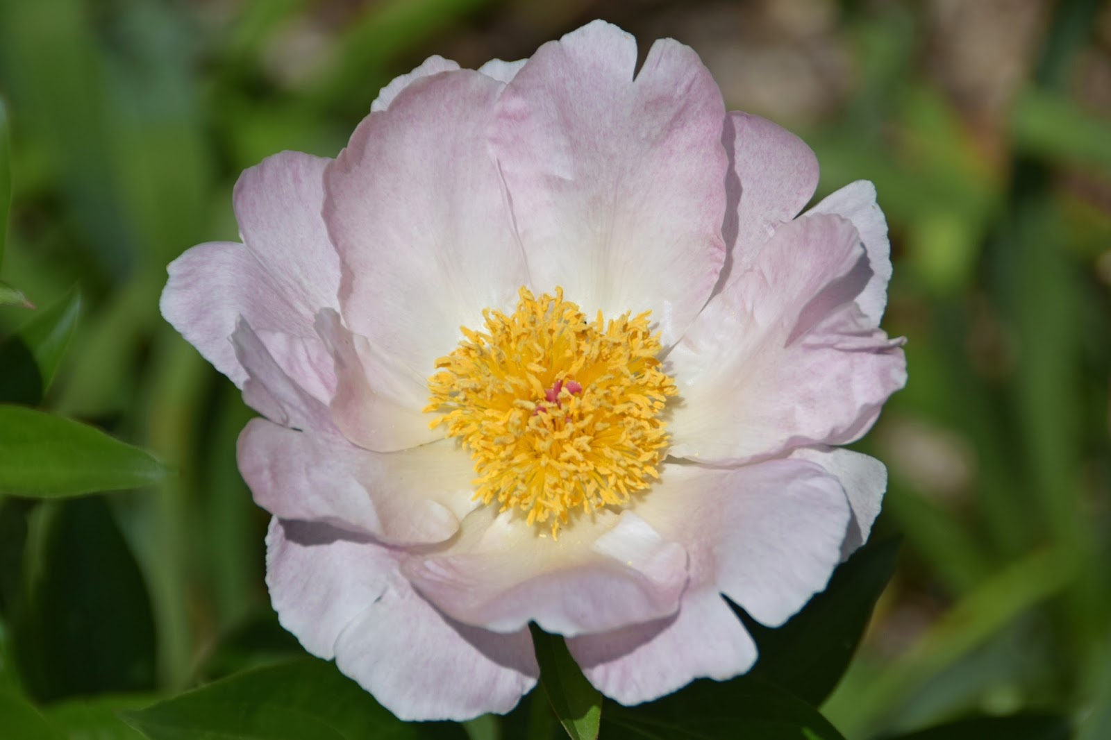Southern Peony: May 2018
