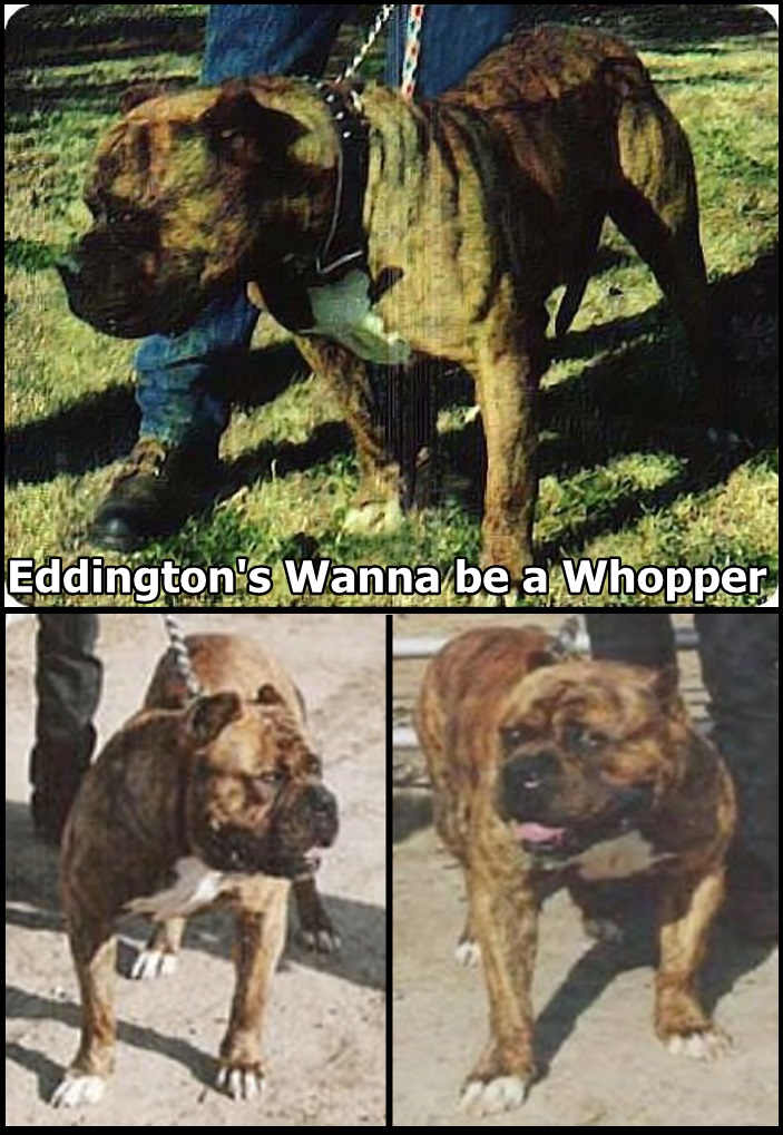 Blog do Pit Bull: A história e origem do Monster