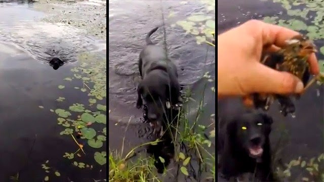 White Wolf : Heroic Lab Saves A Drowning Baby Bird