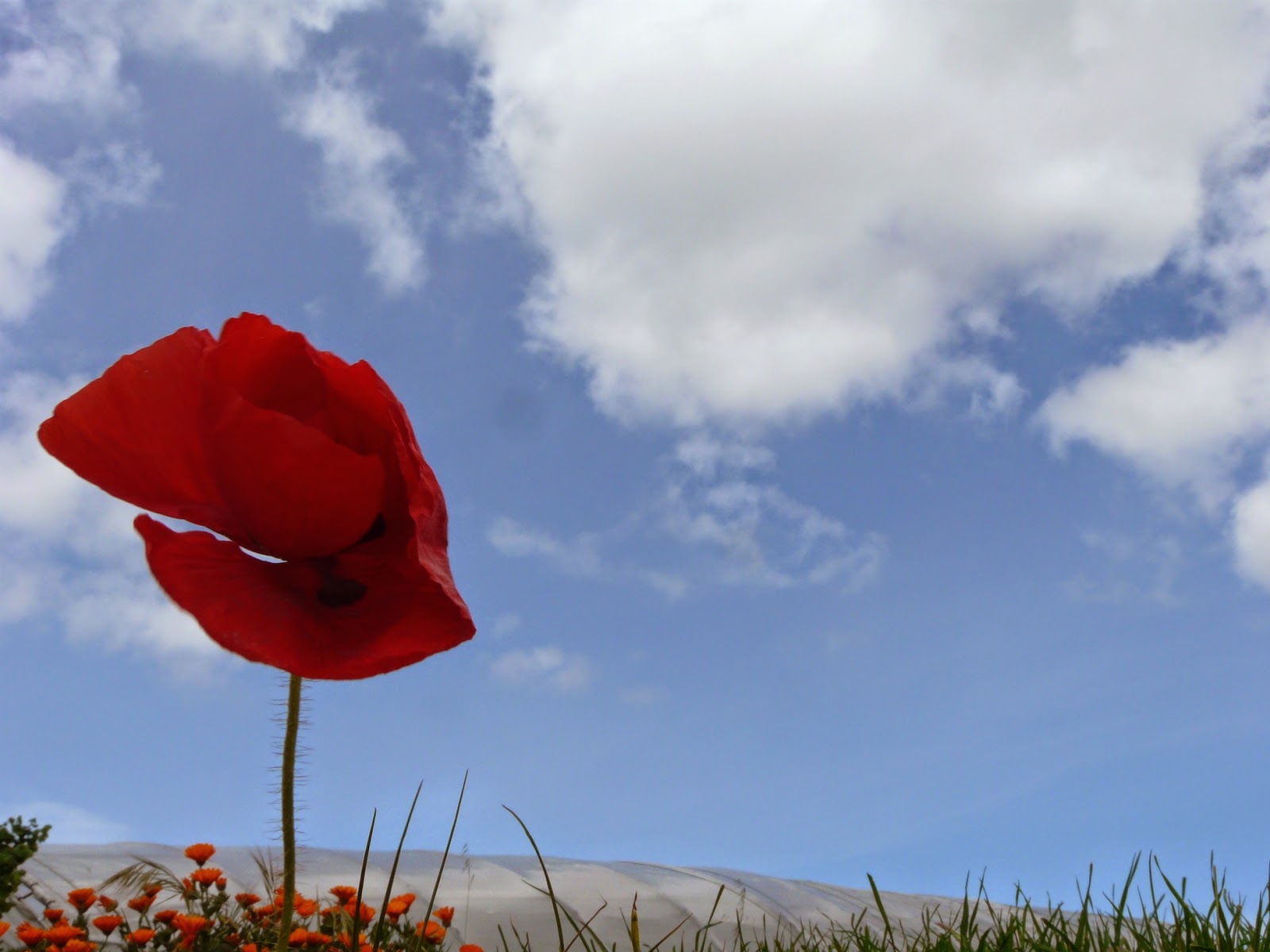 Libélula Huerta: ExperienciasTerrenales