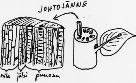 Biologia 2 oppimispäiväkirja: 6. kasvien vesi- ja ravinnetalous