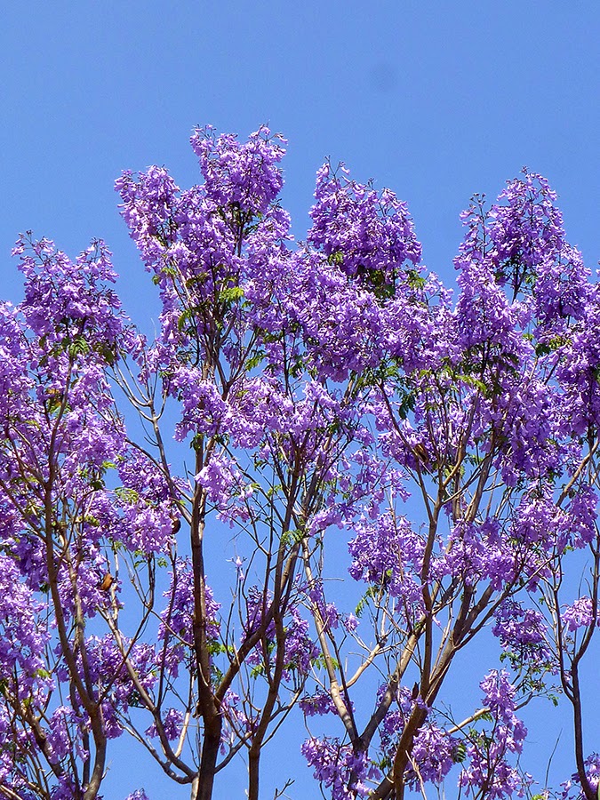 Oaxaca-The Year After: It's that time of year - Jacarandas