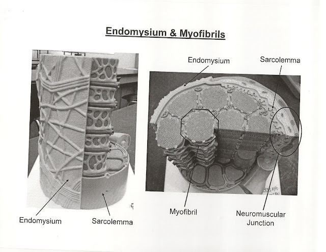 ANATOMY & PHYSIOLOGY I BIS 240: Endomysium and Myofibrils