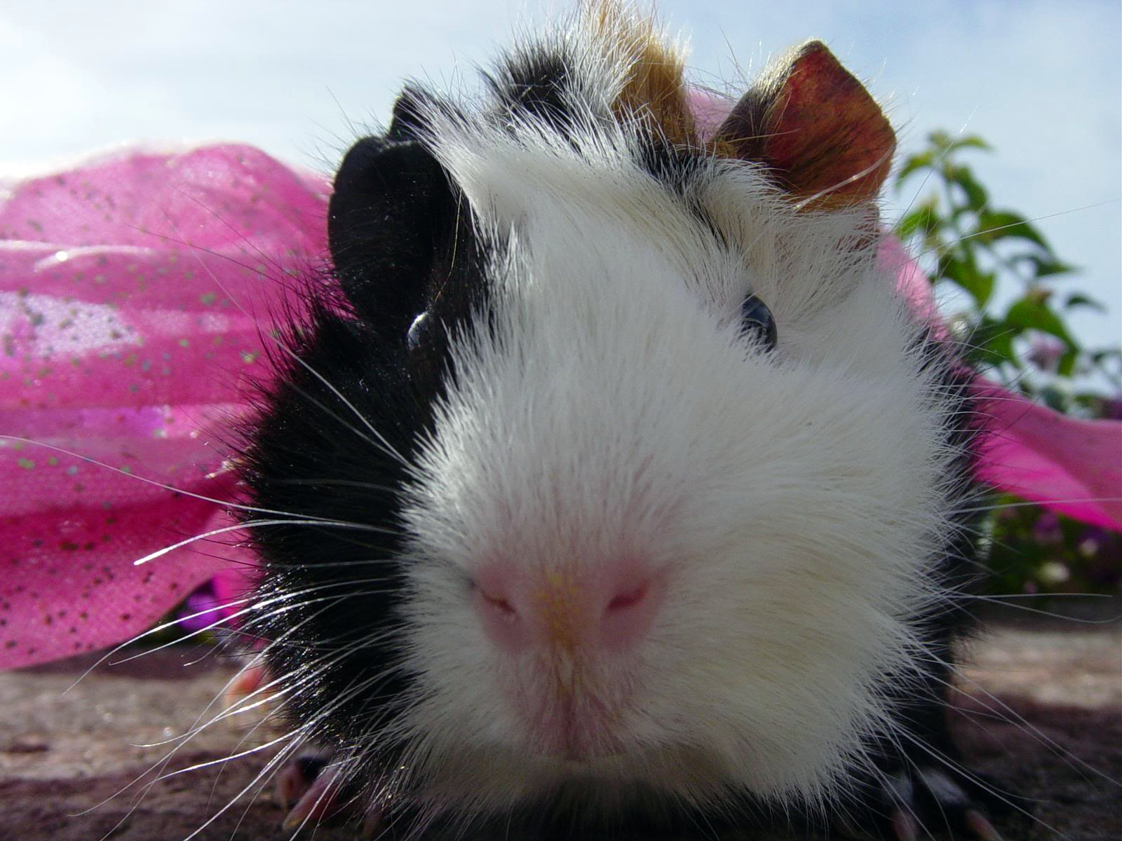 *We Love Morčiatka*: Miss morča!