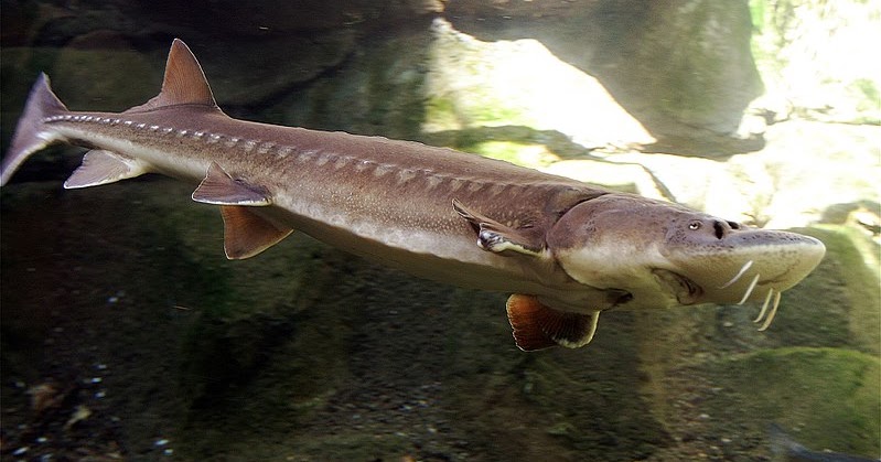 Ikan Sturgeon - IkanMagz