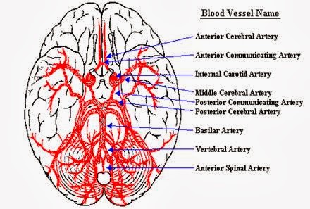 Umano e la conoscenza: anatomia del cervello