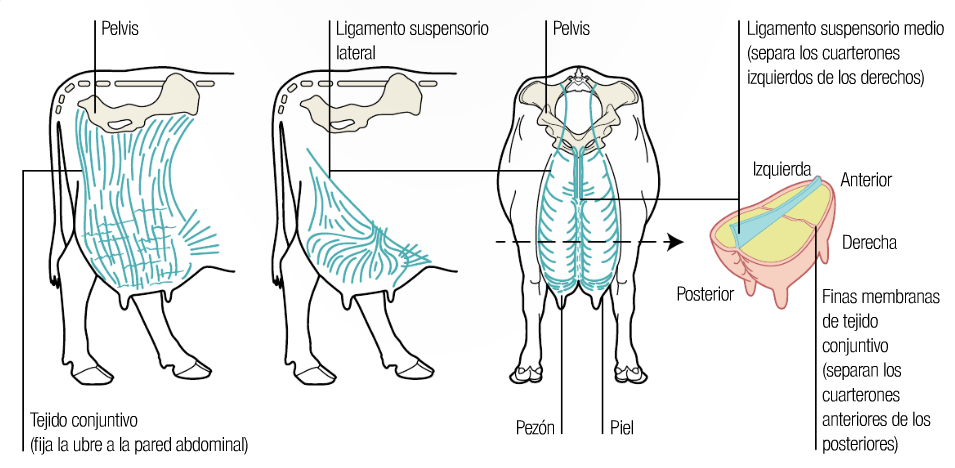 ANATOMÍA DE LA UBRE EN LAS ESPECIES DOMÉSTICAS