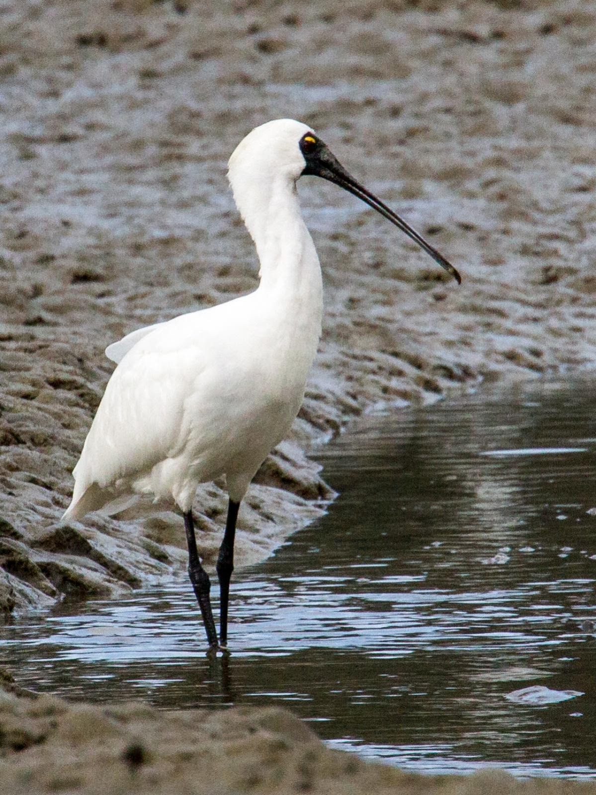 MY FAVORITE TISSUE - THE AVIAN BEAK