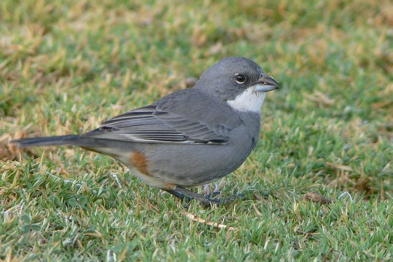 Argentina nativa: Diuca común (Diuca diuca)